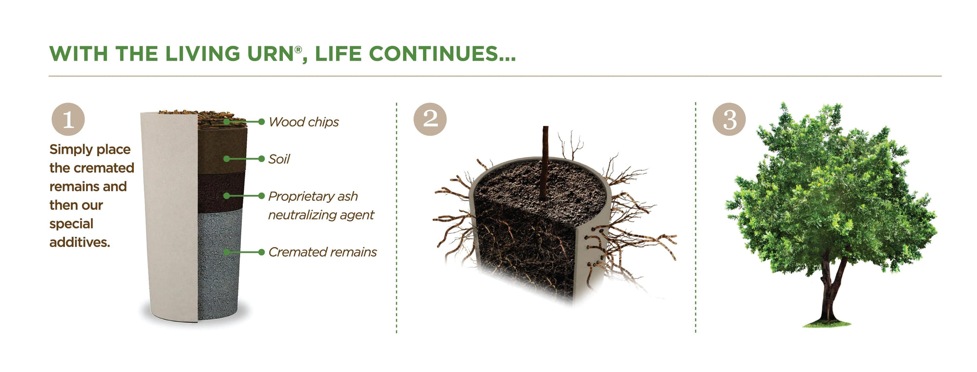 Eco Friendly Tree Urn - The Living Urn | Become a Tree after Death – Titan Casket